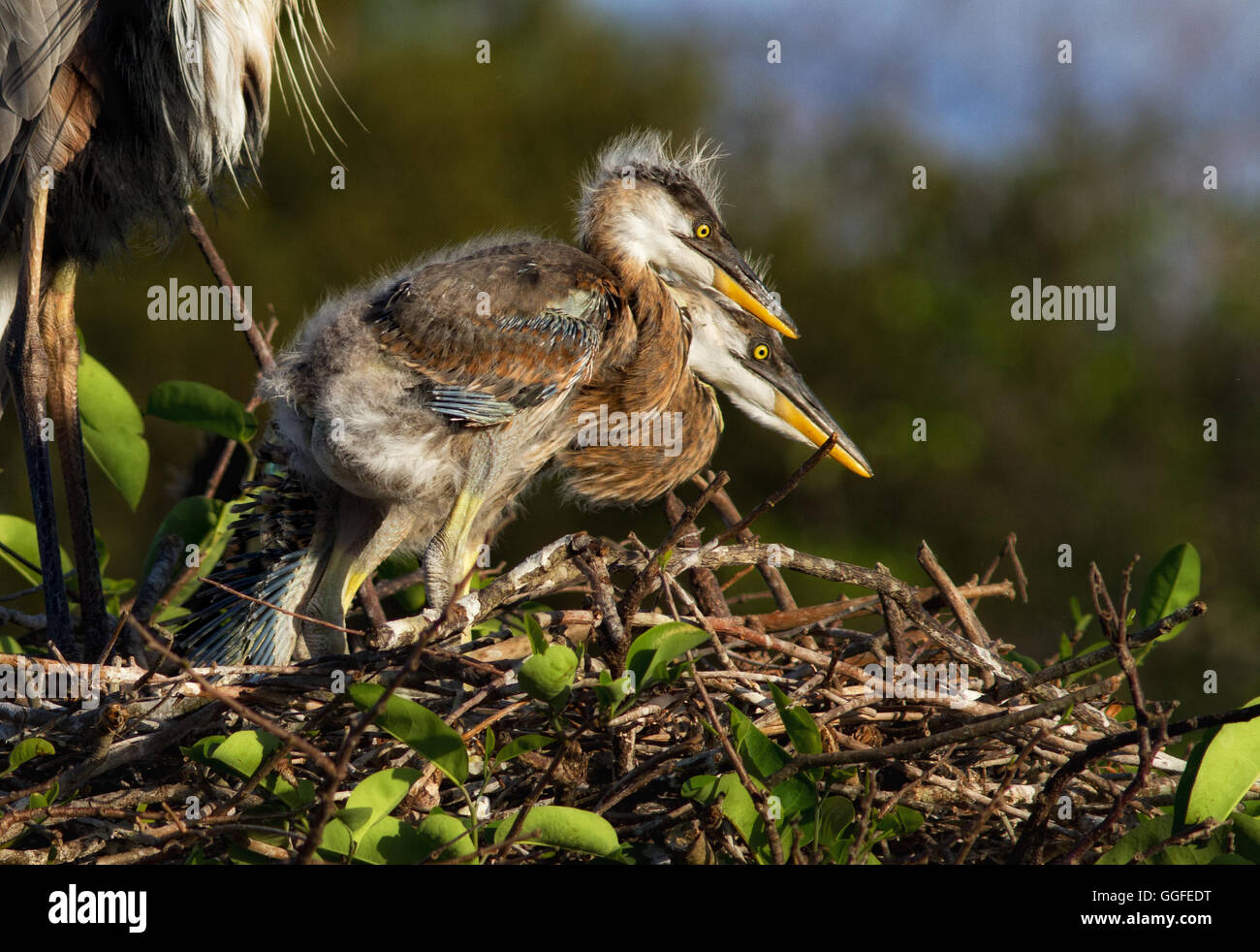 Curious Great Blue Heron Chicks peer out over the edge of their nest ...