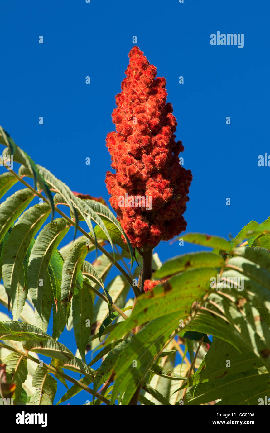 Red sumac, Portland Brownstone Quarries and Riverfront Park, Portland ...