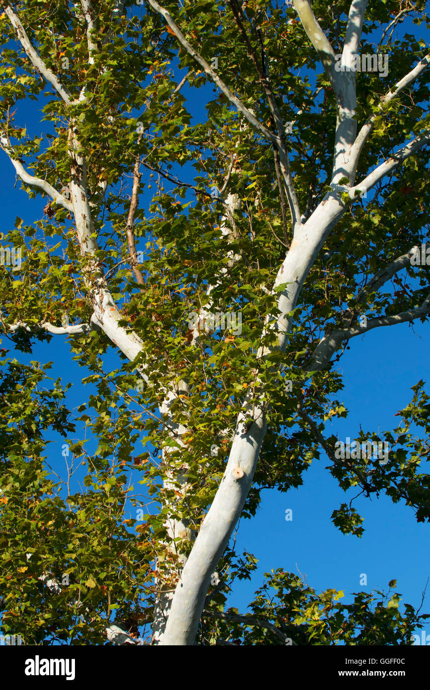 Sycamore, Portland Brownstone Quarries and Riverfront Park, Portland ...