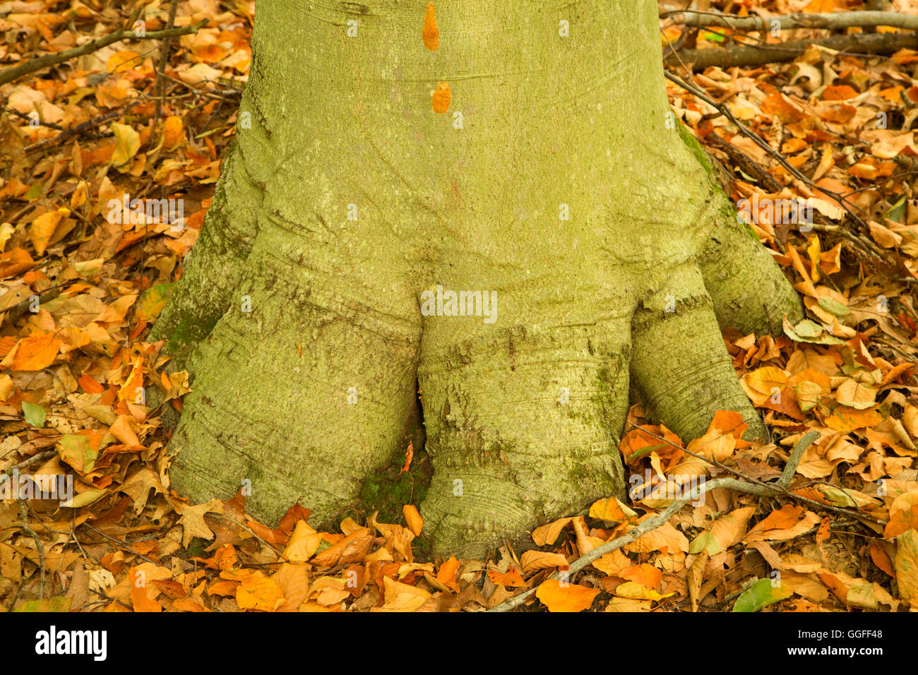 Beech trunk along Mattabesett Trail, New England National Scenic Trail ...