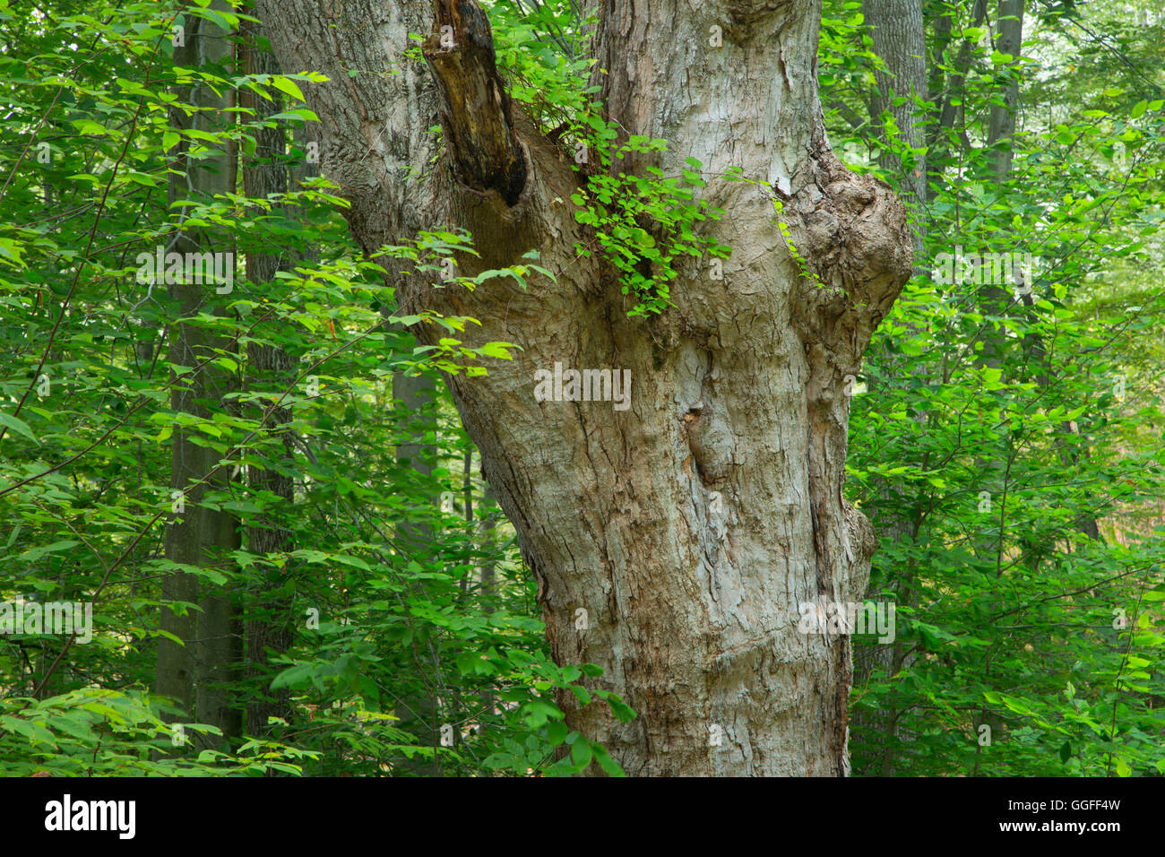 Ancient maple hi-res stock photography and images - Alamy