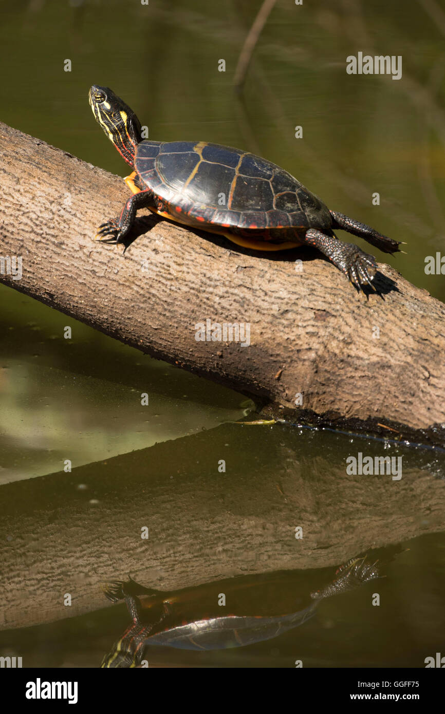 Eastern painted turtle hi-res stock photography and images - Alamy