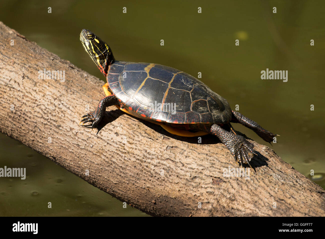 Denison pequotsepos nature center hi-res stock photography and images ...