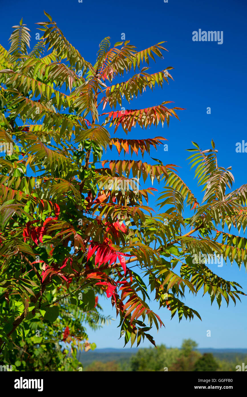 Red Sumac Stock Photos & Red Sumac Stock Images - Alamy