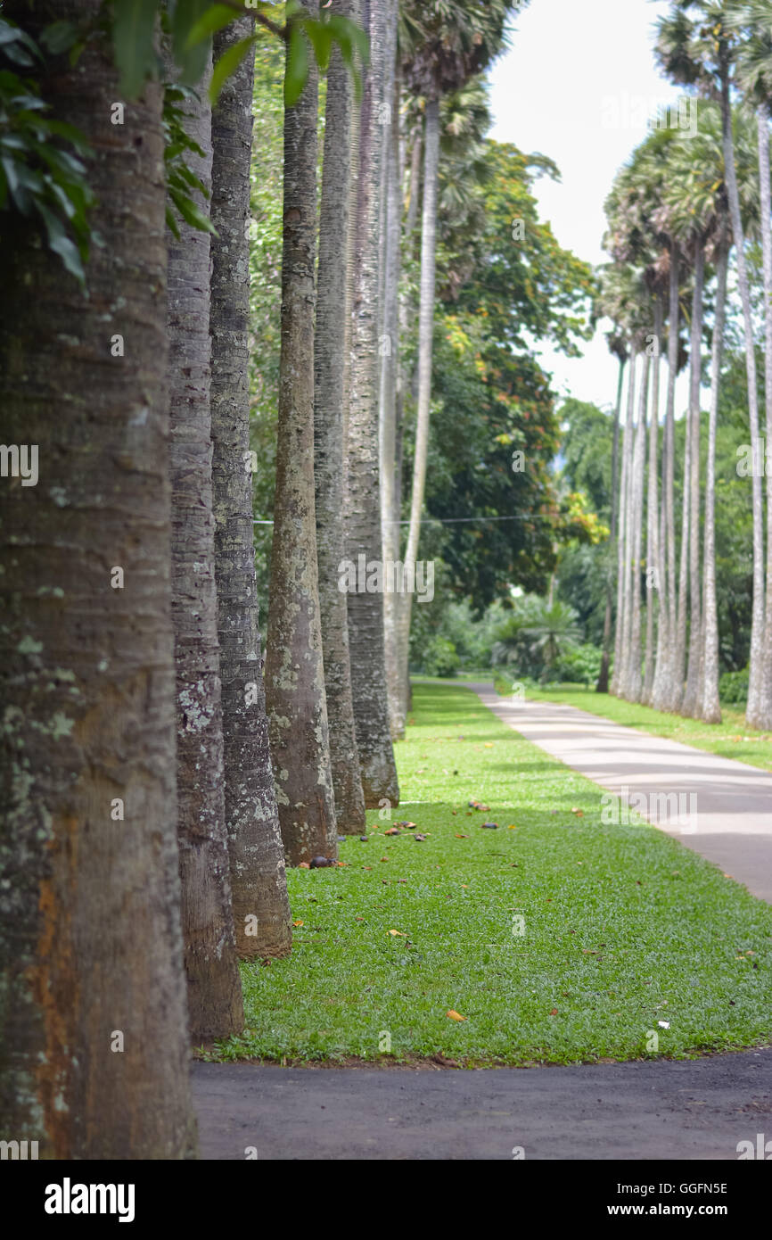 Old Giant Trees At Peradeniya Royal Botanical Garden Kandy, Sri Lanka ...