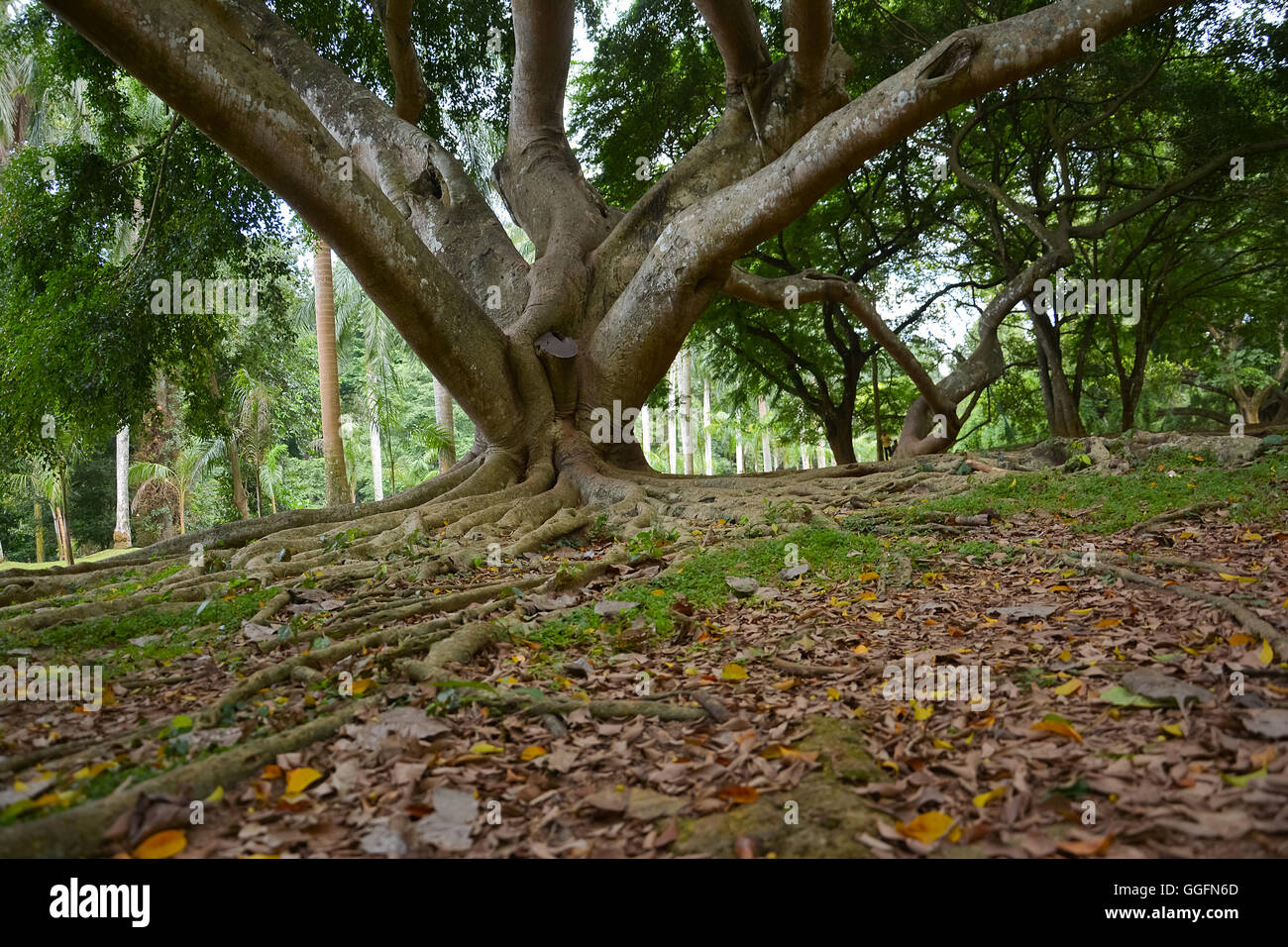 Old Giant Trees At Peradeniya Royal Botanical Garden Kandy, Sri Lanka ...