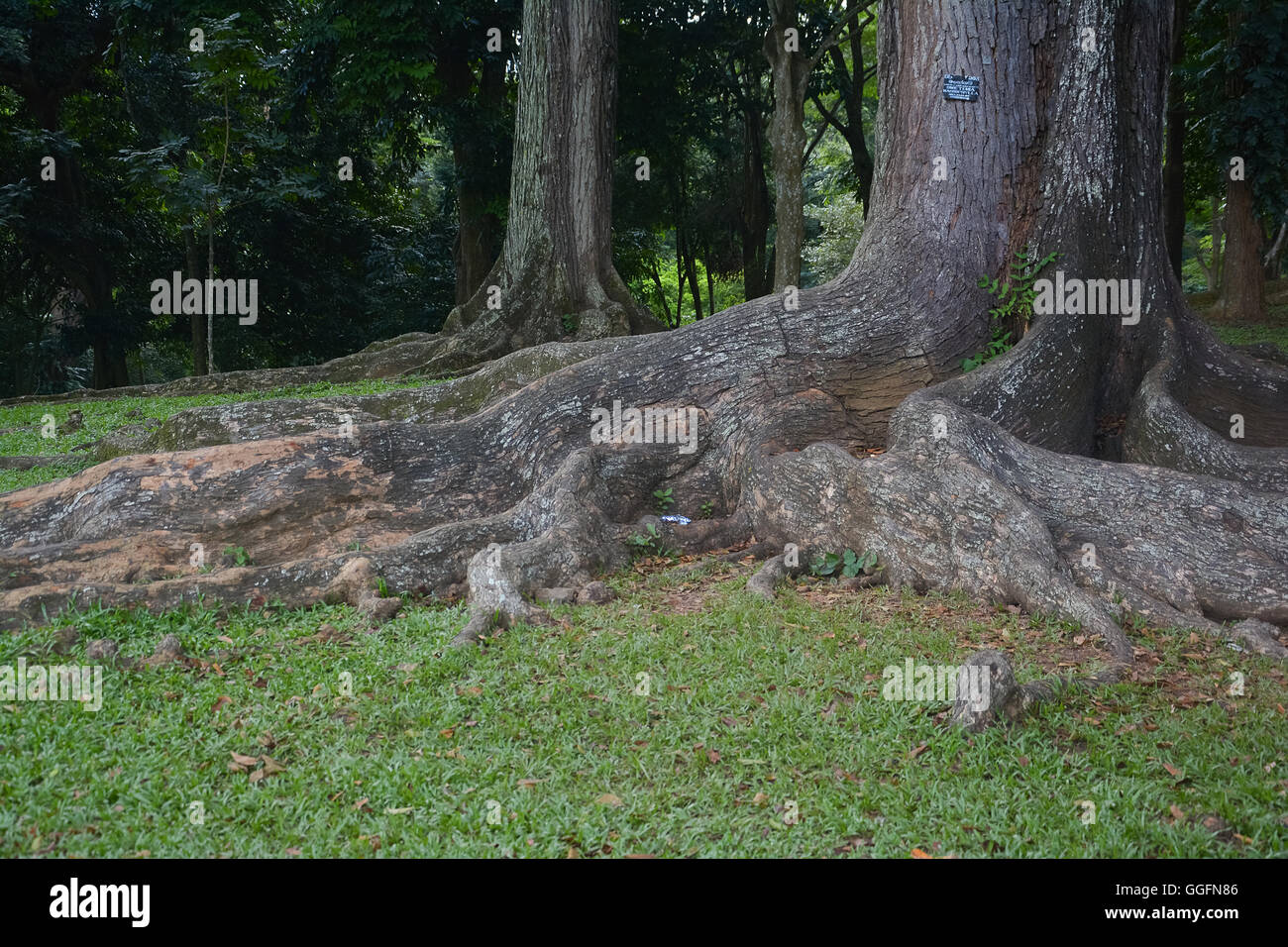 Old Giant Trees At Peradeniya Royal Botanical Garden Kandy, Sri Lanka ...
