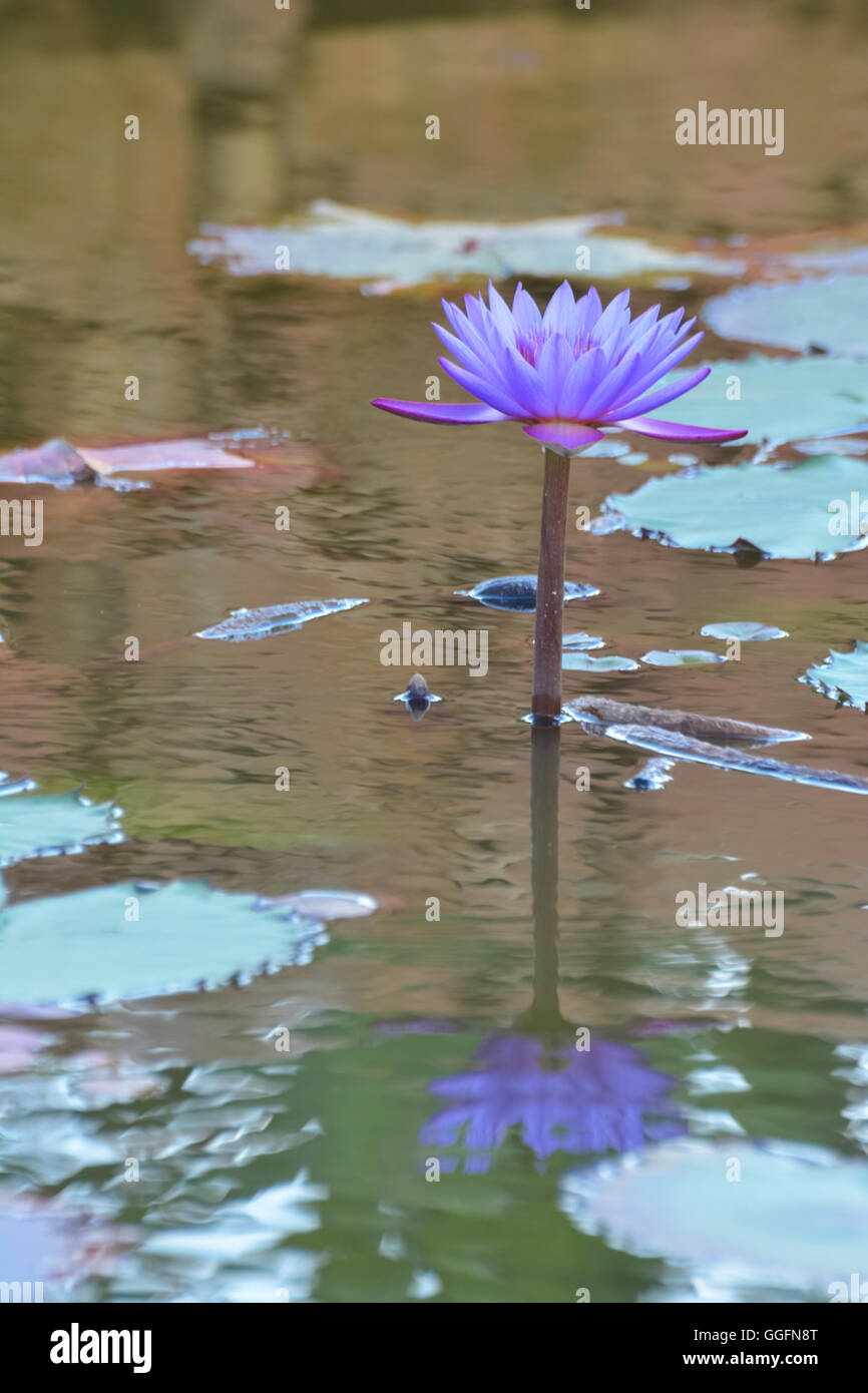 Colorful Flowers At Peradeniya Royal Botanical Garden Kandy Stock Photo ...