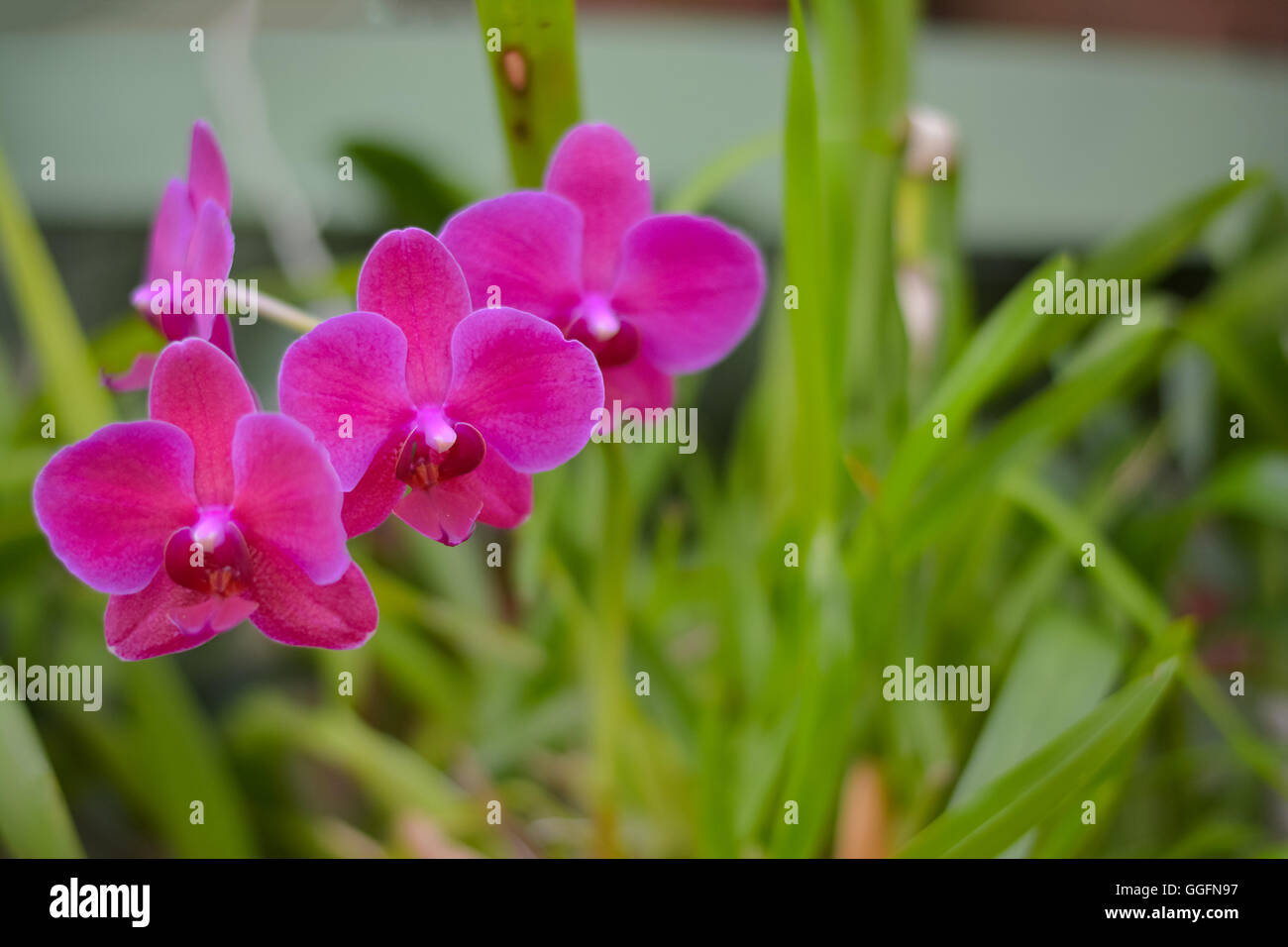 Colorful Flowers At Peradeniya Royal Botanical Garden Kandy Stock Photo ...