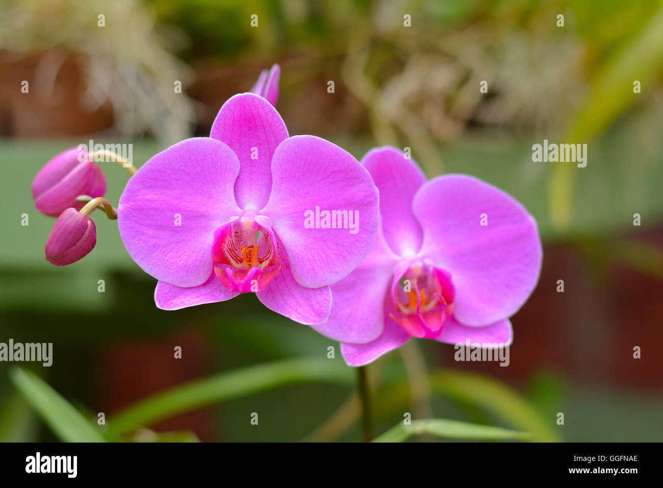Colorful Flowers At Peradeniya Royal Botanical Garden Kandy Stock Photo ...