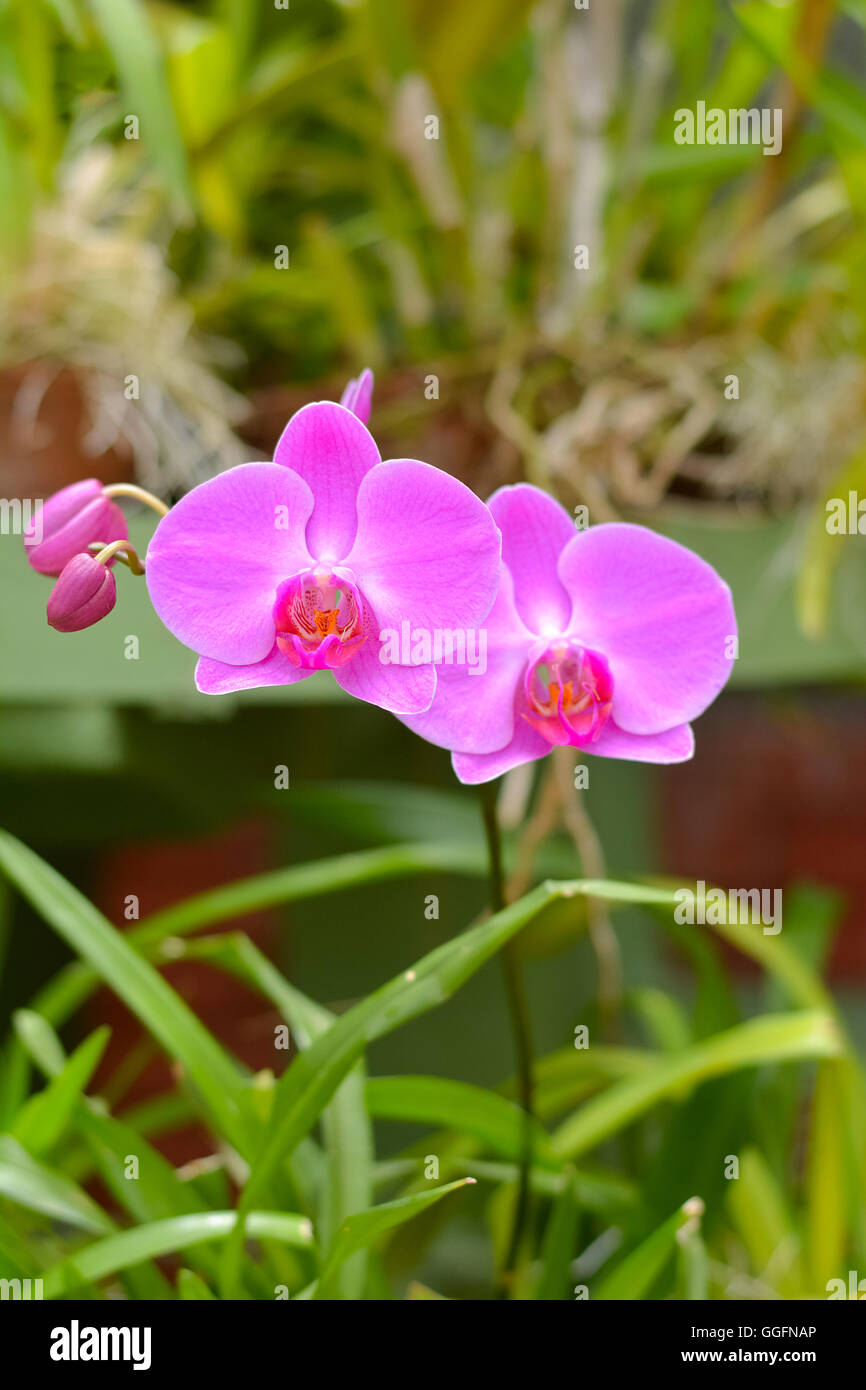 Colorful Flowers At Peradeniya Royal Botanical Garden Kandy Stock Photo ...