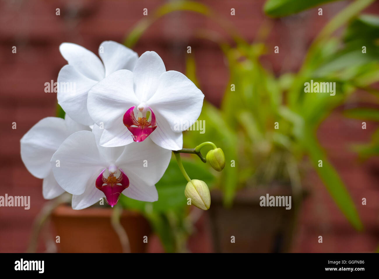 Colorful Flowers At Peradeniya Royal Botanical Garden Kandy Stock Photo ...