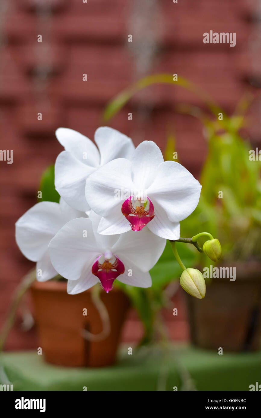 Colorful Flowers At Peradeniya Royal Botanical Garden Kandy Stock Photo ...