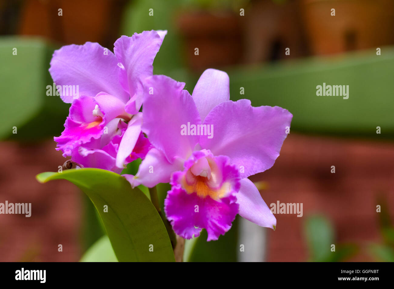 Colorful Flowers At Peradeniya Royal Botanical Garden Kandy Stock Photo ...