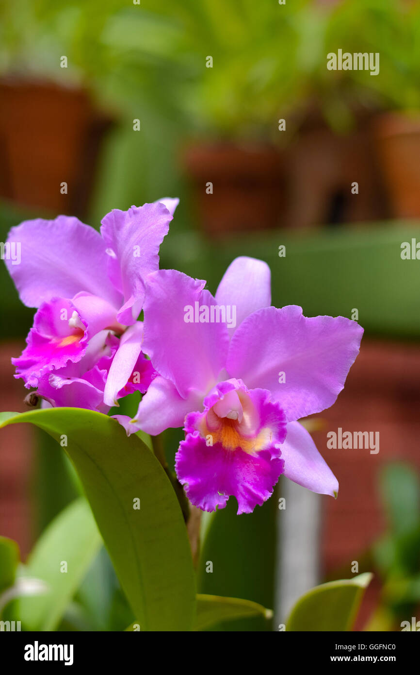 Colorful Flowers At Peradeniya Royal Botanical Garden Kandy Stock Photo ...