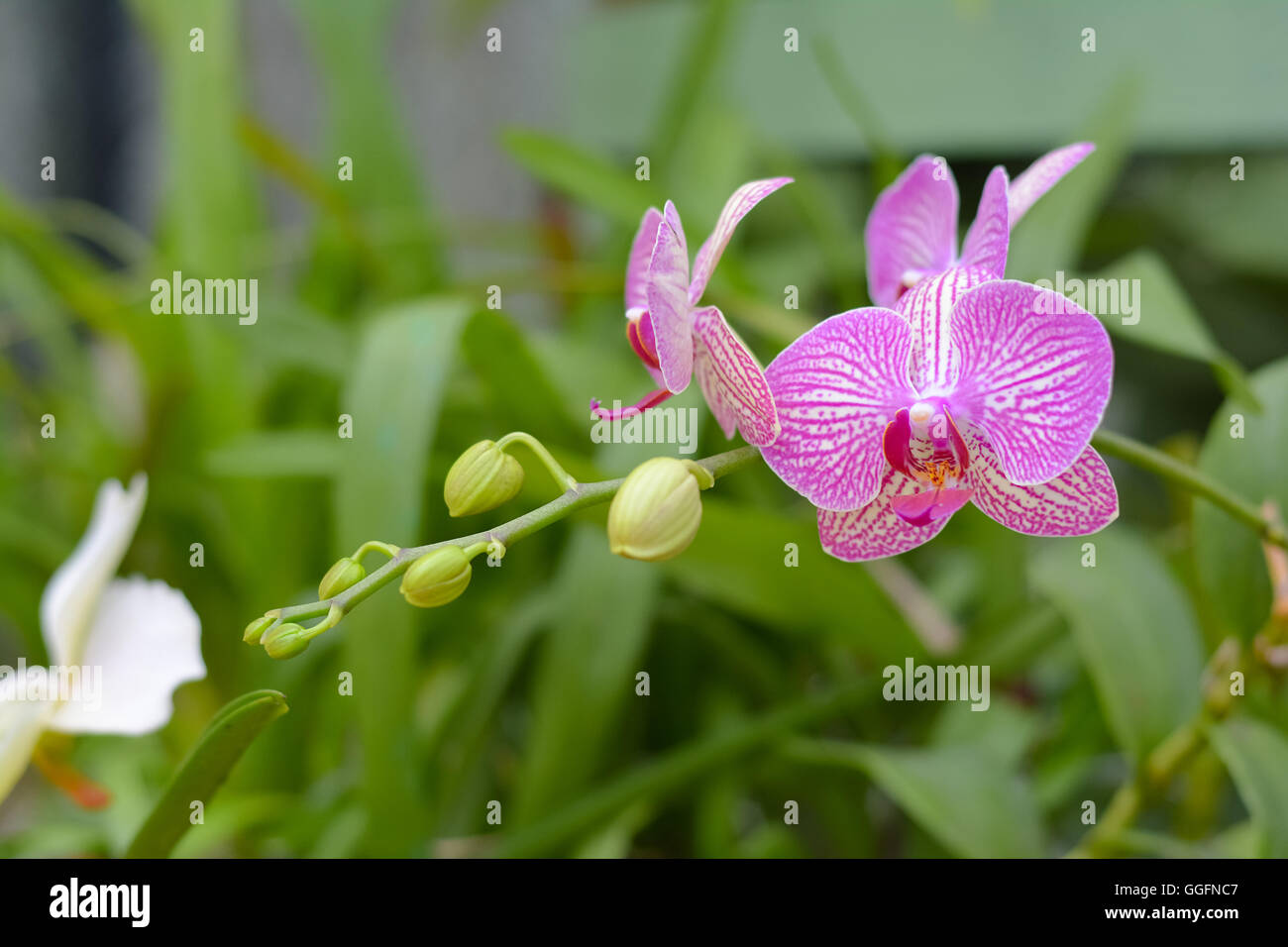 Colorful Flowers At Peradeniya Royal Botanical Garden Kandy Stock Photo ...