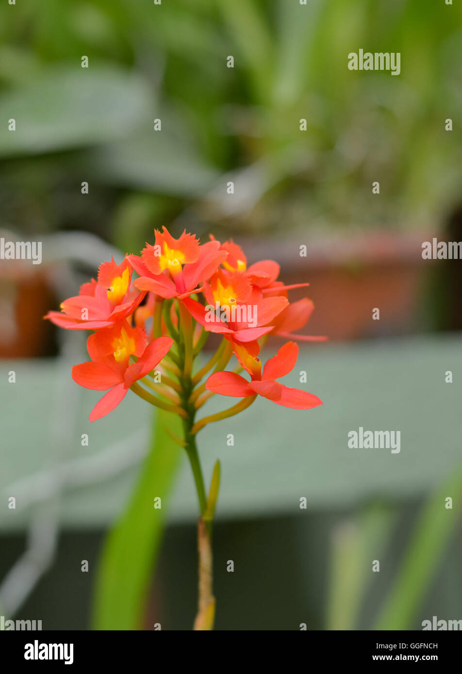 Colorful Flowers At Peradeniya Royal Botanical Garden Kandy Stock Photo ...