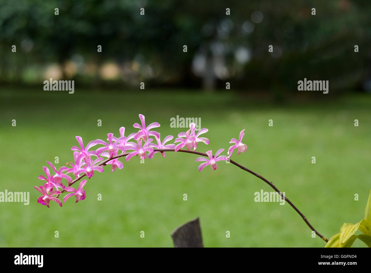 Colorful Flowers At Peradeniya Royal Botanical Garden Kandy Stock Photo ...