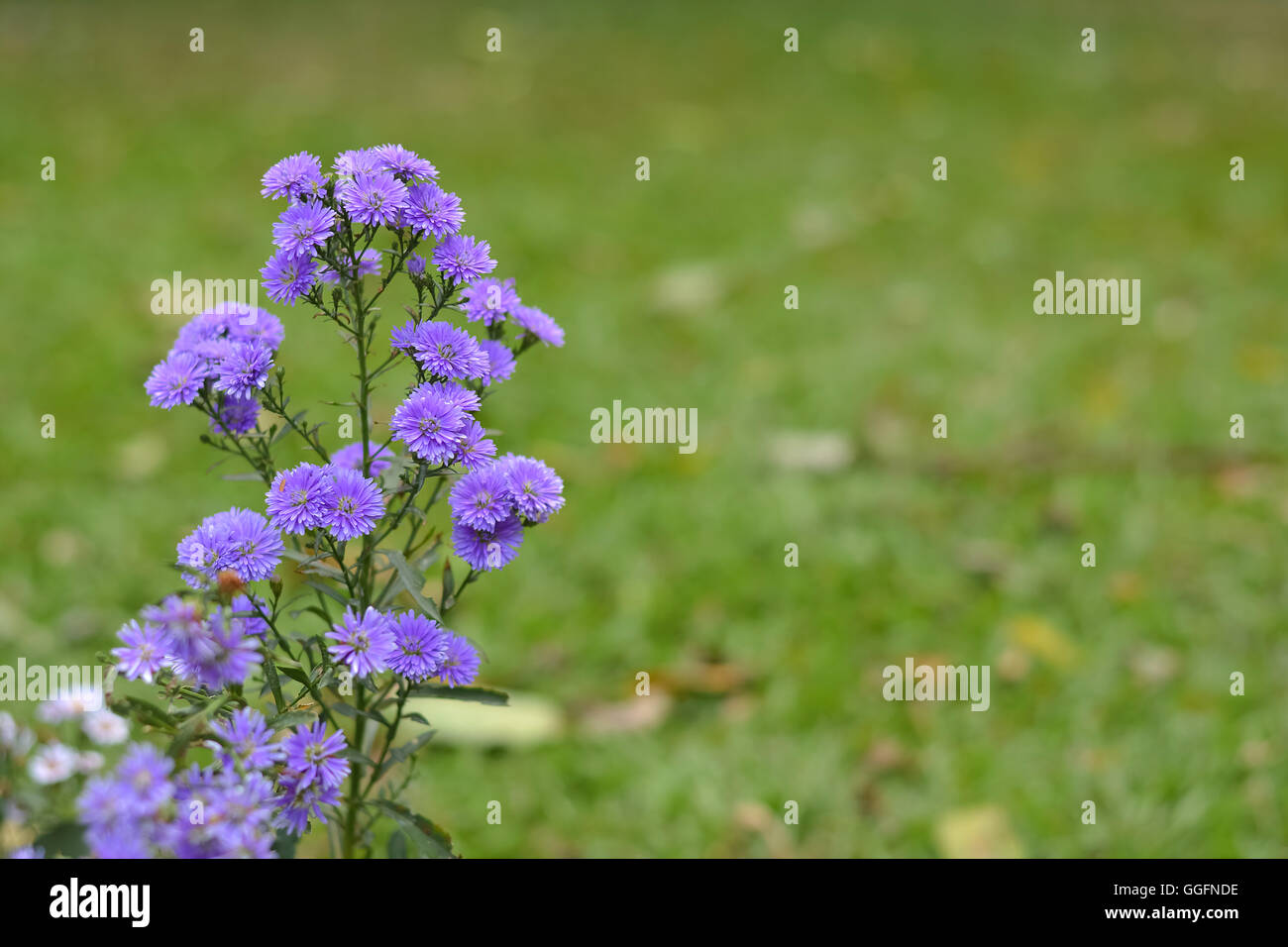 Colorful Flowers At Peradeniya Royal Botanical Garden Kandy Stock Photo ...