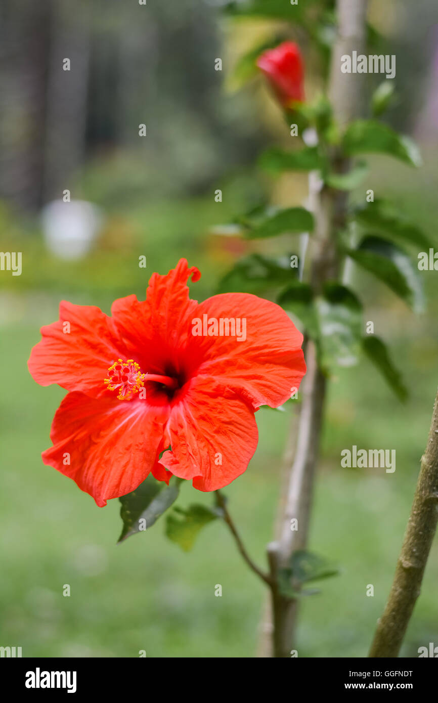 Colorful Flowers At Peradeniya Royal Botanical Garden Kandy Stock Photo ...