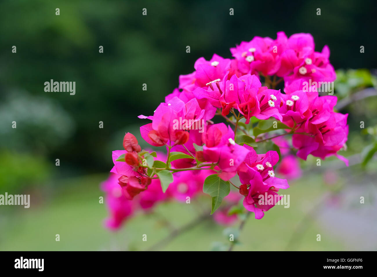 Colorful Flowers At Peradeniya Royal Botanical Garden Kandy Stock Photo ...