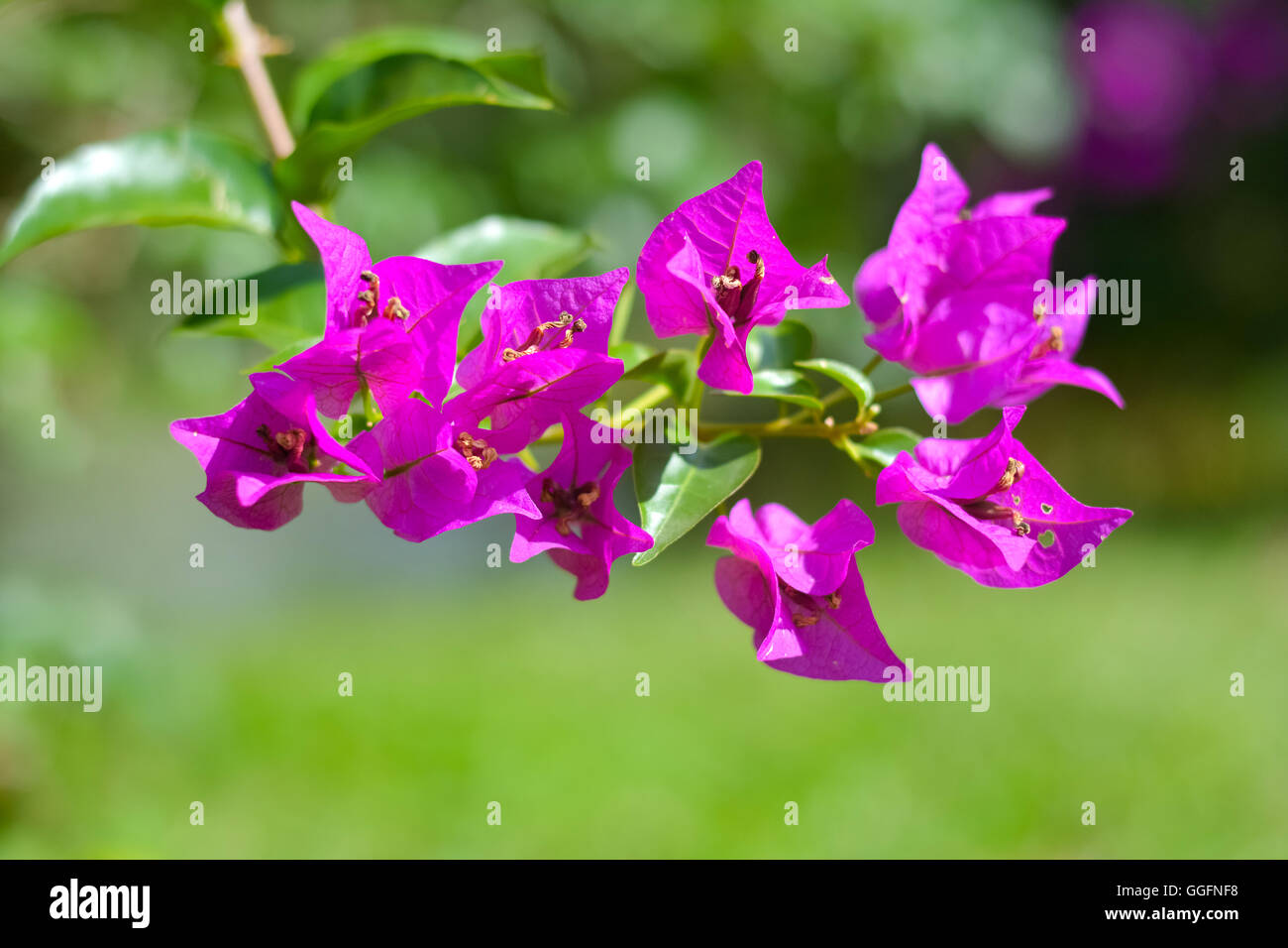 Colorful Flowers At Peradeniya Royal Botanical Garden Kandy Stock Photo ...