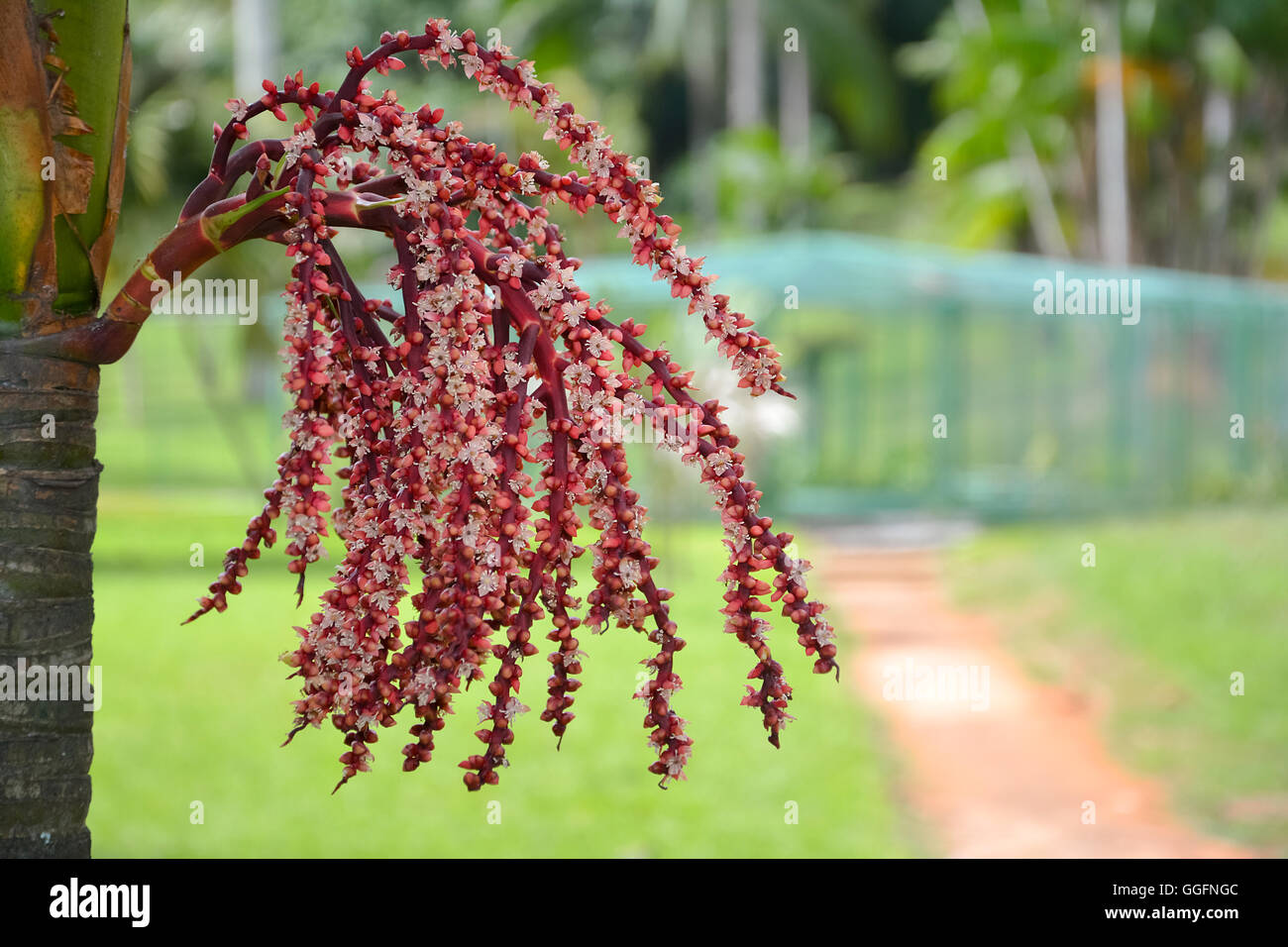 Colorful Flowers At Peradeniya Royal Botanical Garden Kandy Stock Photo ...