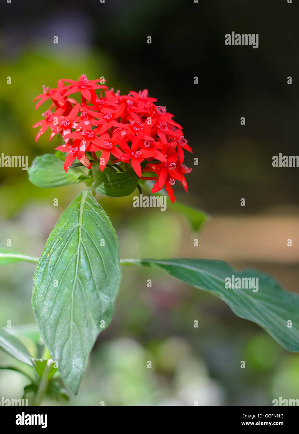 Colorful Flowers At Peradeniya Royal Botanical Garden Kandy Stock Photo ...