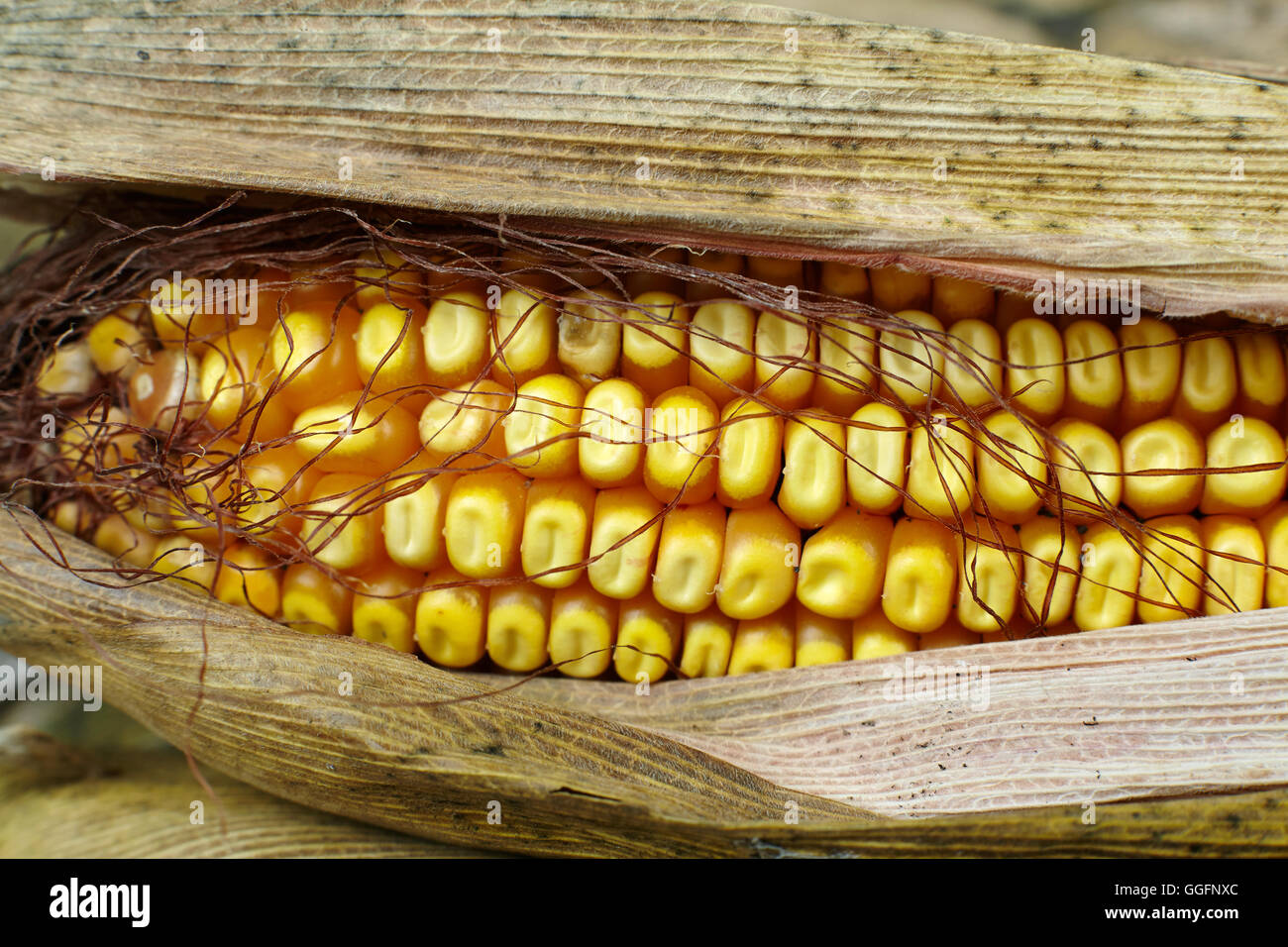 Grains of ripe dry corn close up Stock Photo - Alamy