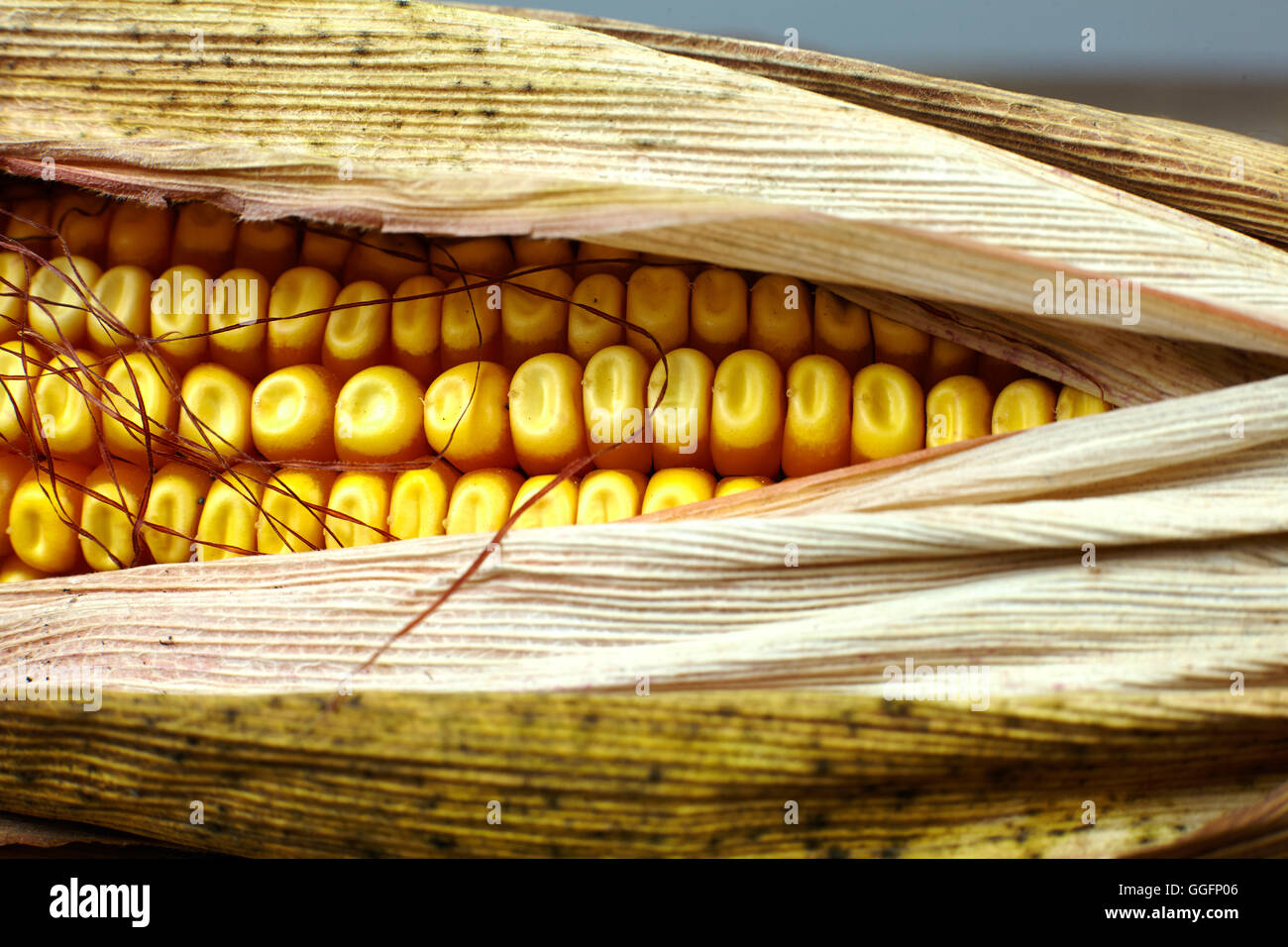 Grains of ripe dry corn close up Stock Photo - Alamy