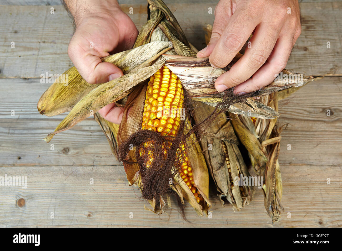 man's hands peeling a ripe dry corn Stock Photo - Alamy