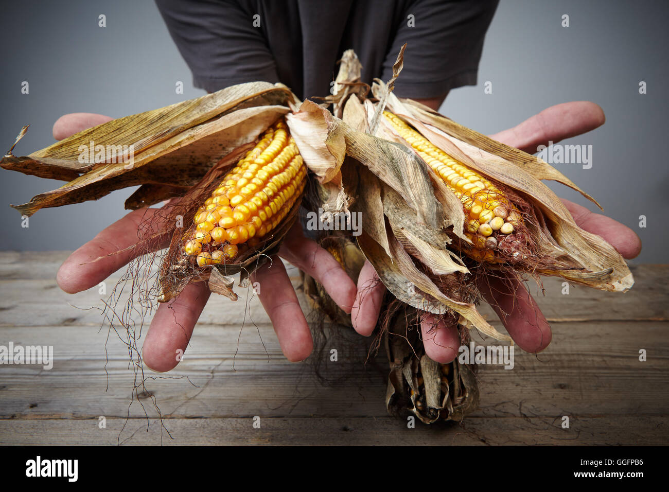 man's hands holding many ripes dry corns Stock Photo - Alamy