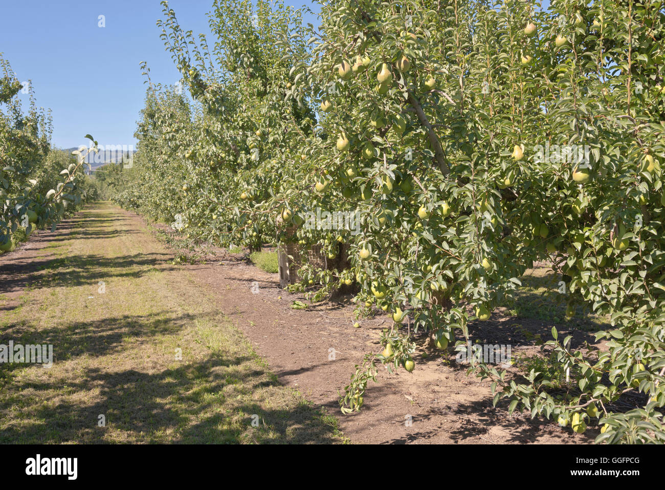 Pear trees in orchards Hood River Valley Oregon Stock Photo - Alamy