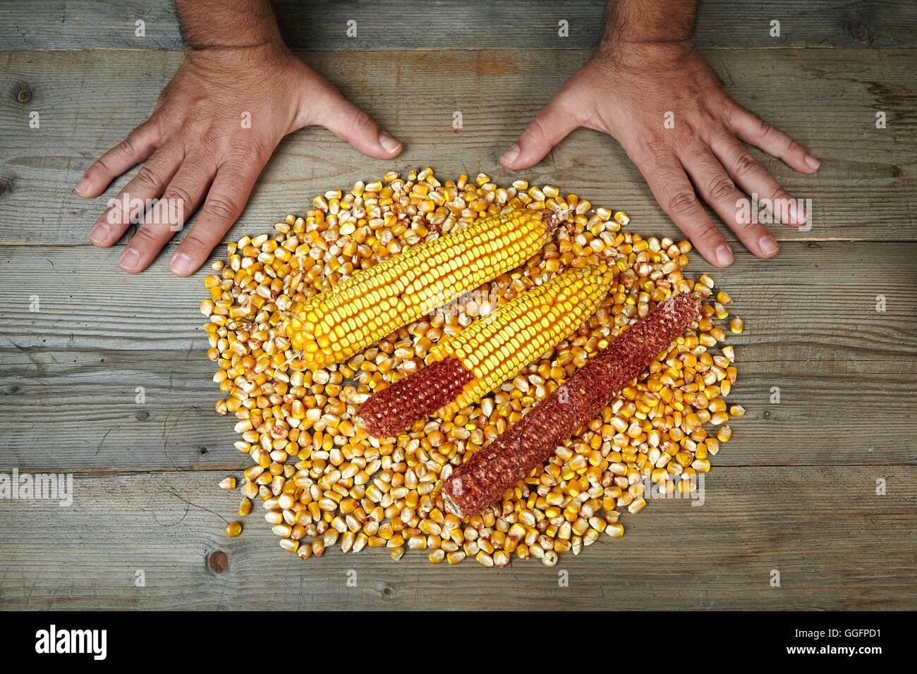 man's hands with many ripes dry corns Stock Photo - Alamy