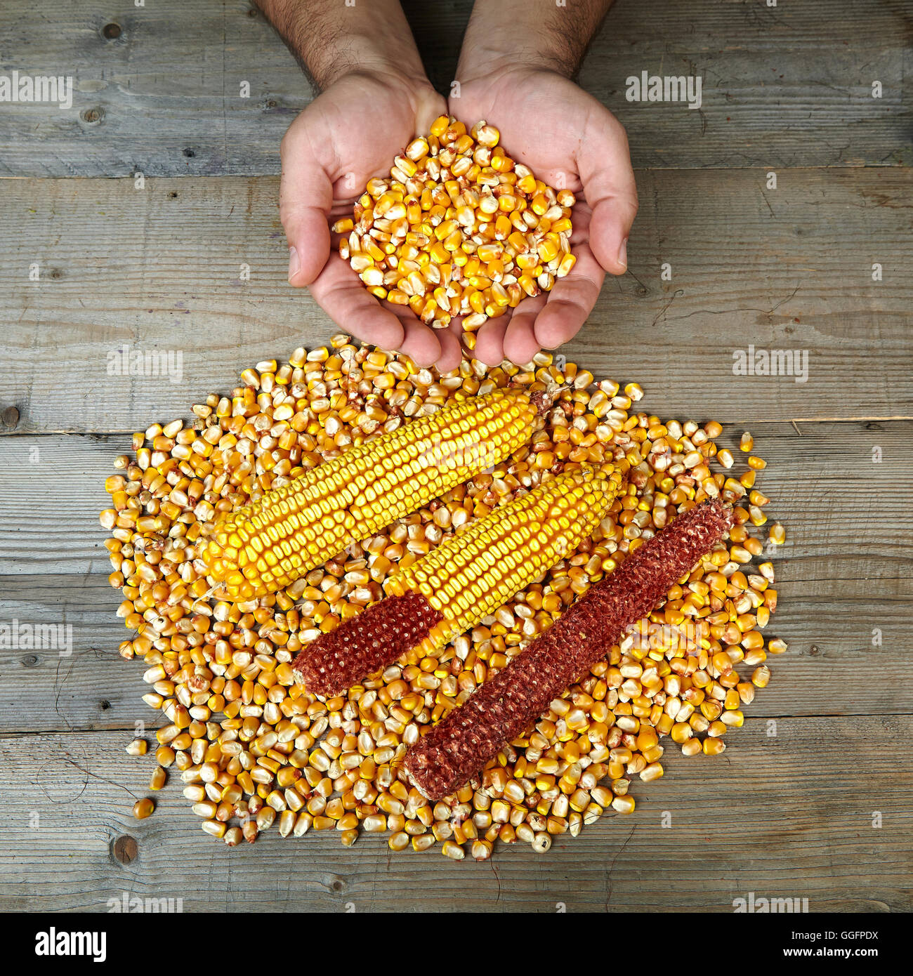 man's hands holding grains of ripes dry corns Stock Photo - Alamy
