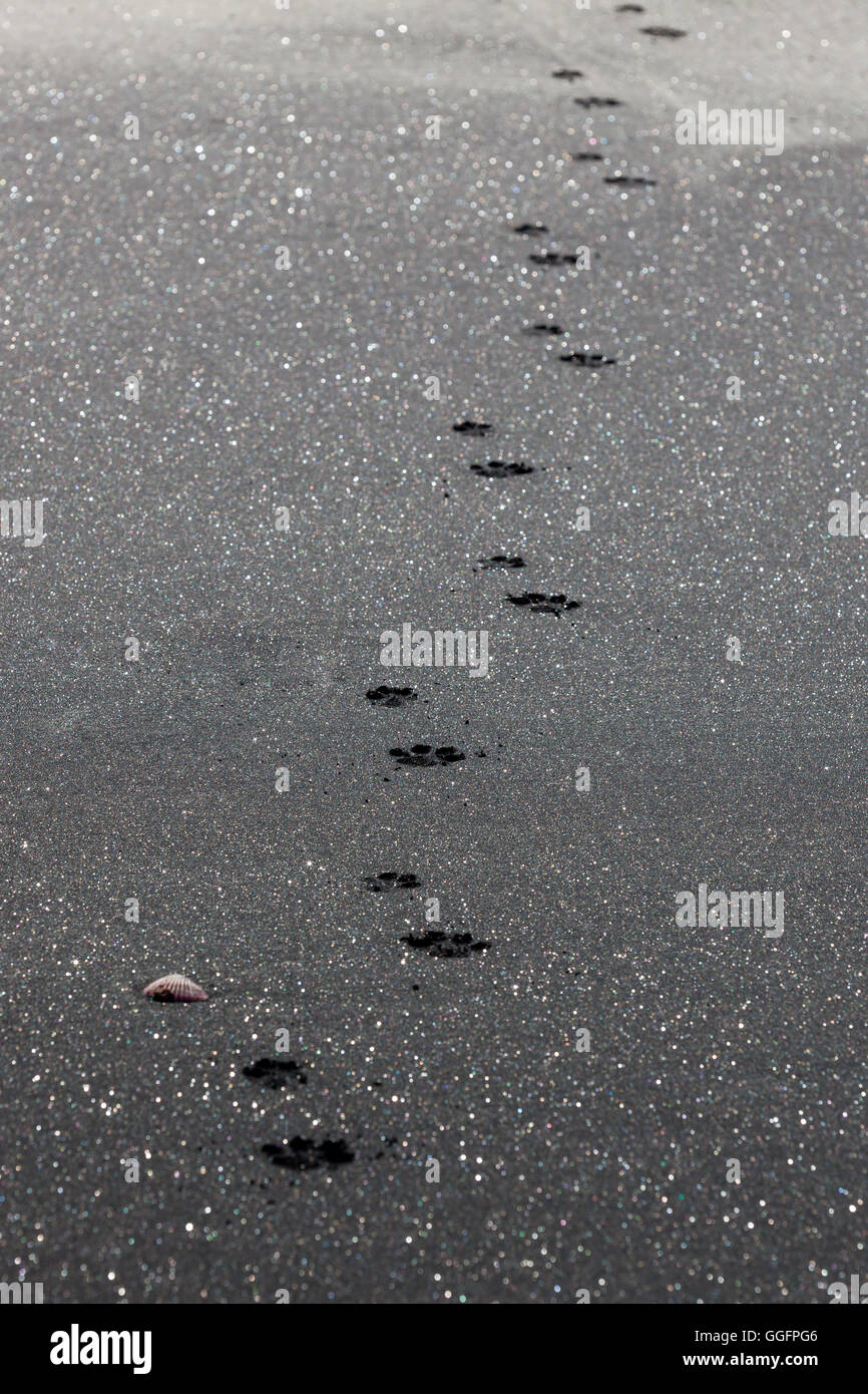 Dog paw prints heading down a beach of black sparkly sand next to a ...