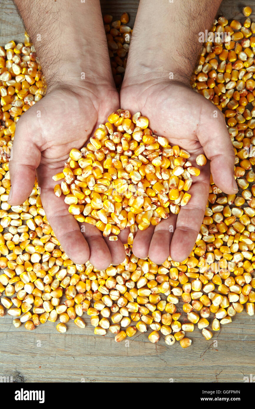 man's hands holding grains of ripes dry corns Stock Photo - Alamy