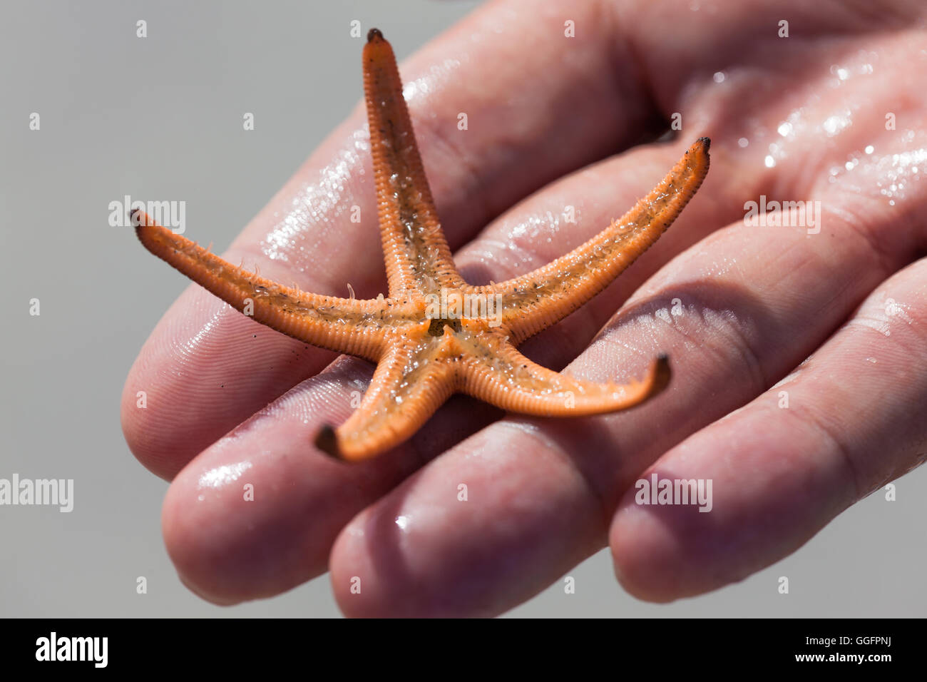 A hand holding a small starfish upside down showing its clear legs and ...