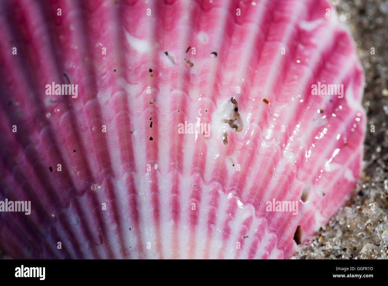 A close up detail of a pink tropical sea shell with a small whole ...