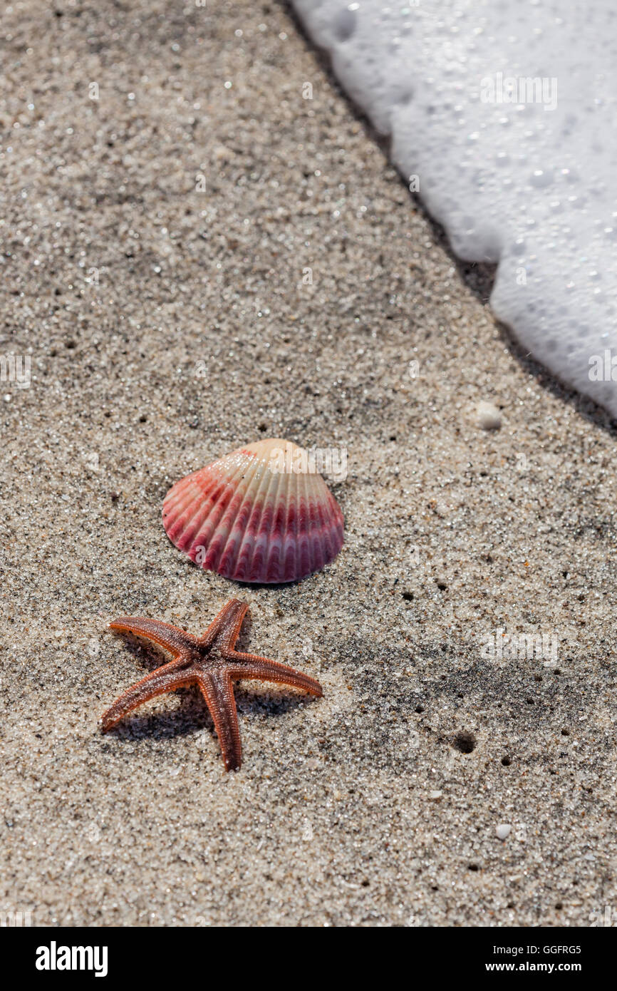 An orange starfish and a pink sea shell on a tropical beach with a wave ...