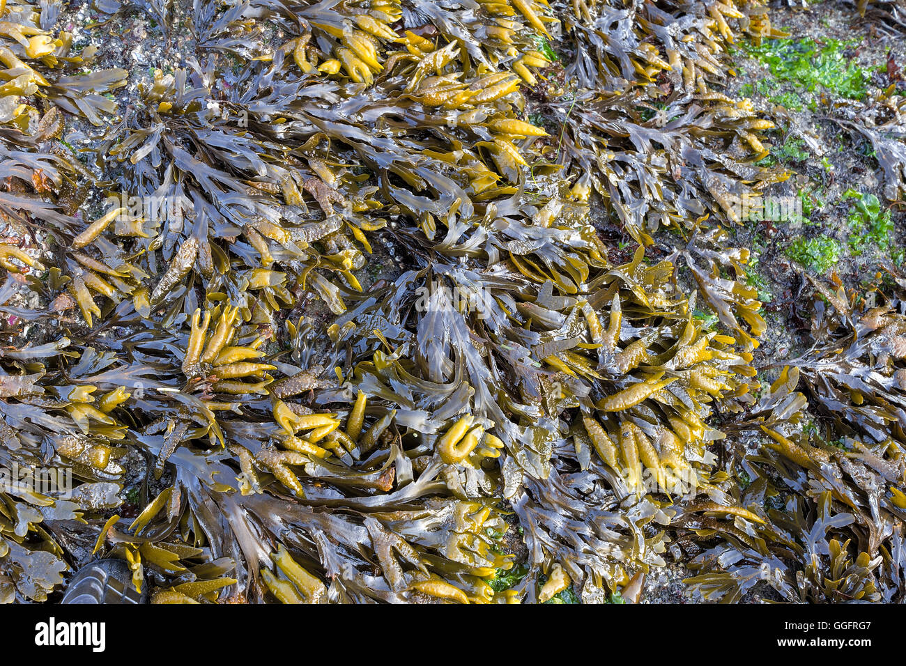 Seaweed clinging to the rocks hi-res stock photography and images - Alamy