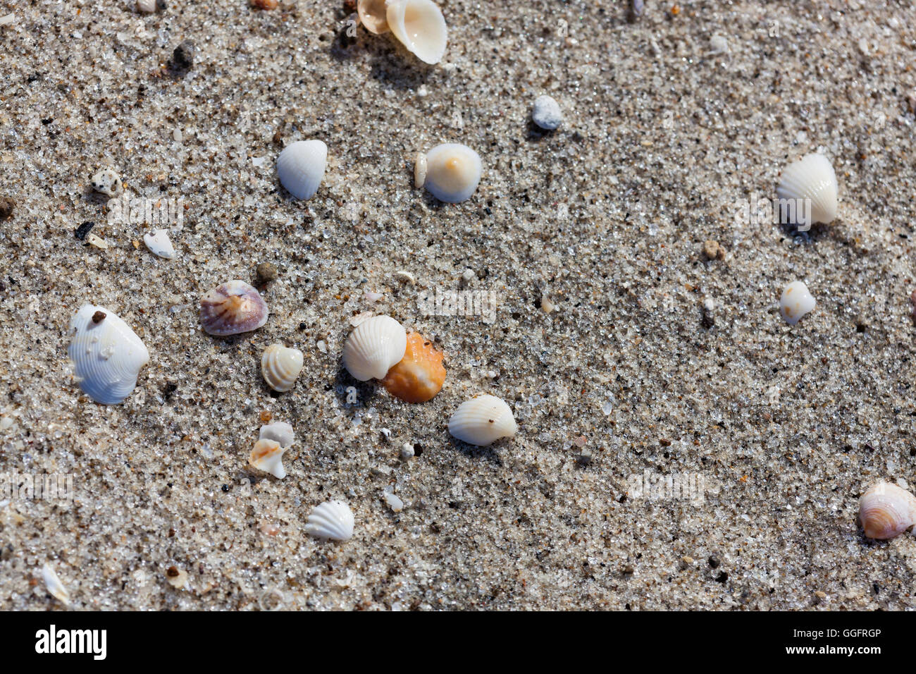 A background of small tropical sea shells and sand on a beach in Panama ...