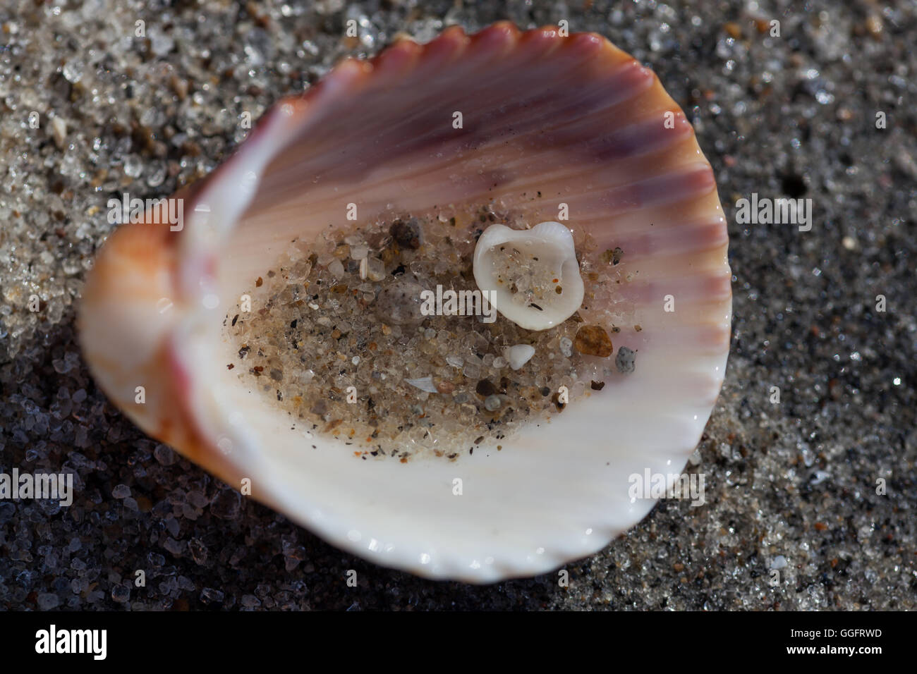 A small delicate sea shell and sand with sea water resting inside of a ...