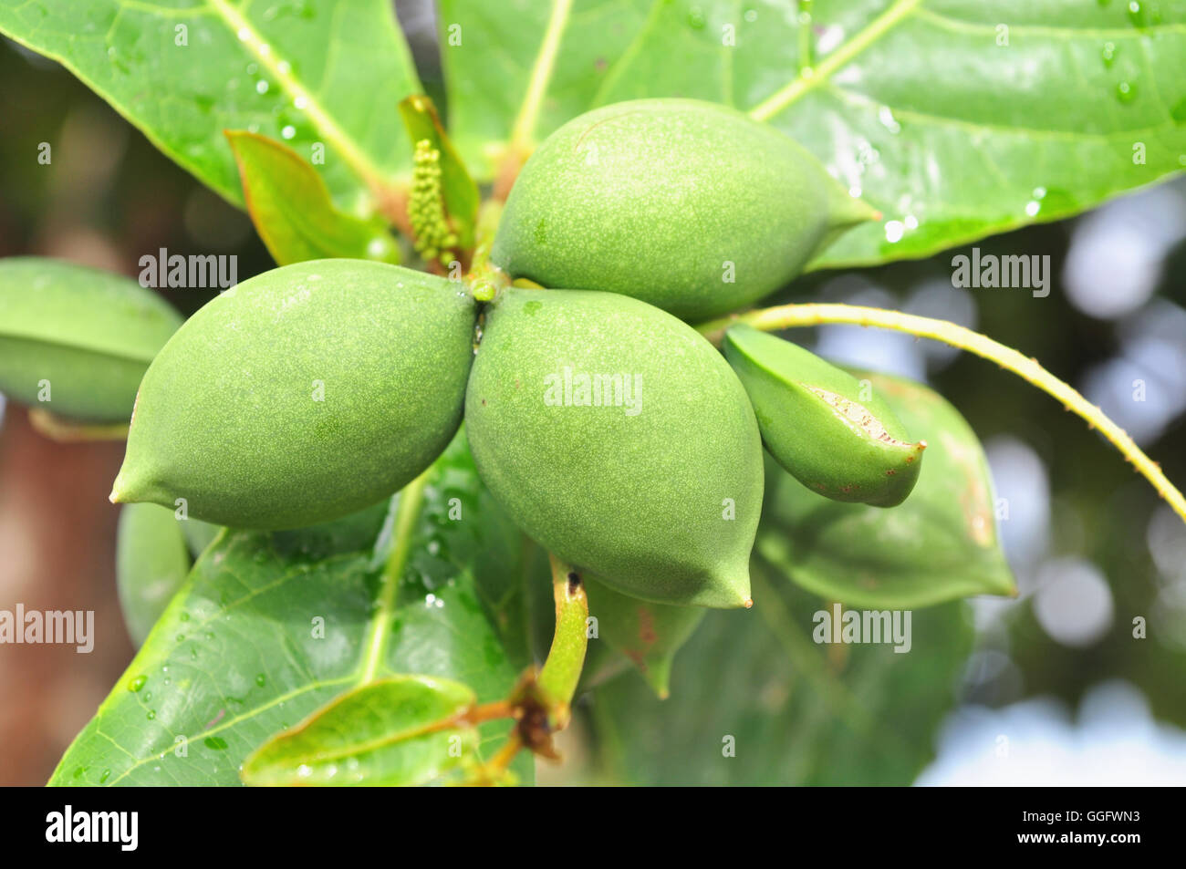Terminalia Catappa Fruit Stock Photos & Terminalia Catappa Fruit Stock ...