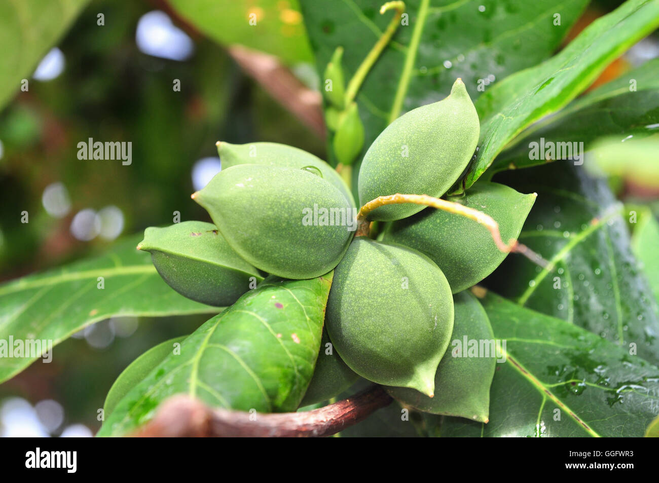 Terminalia catappa fruit Stock Photo - Alamy