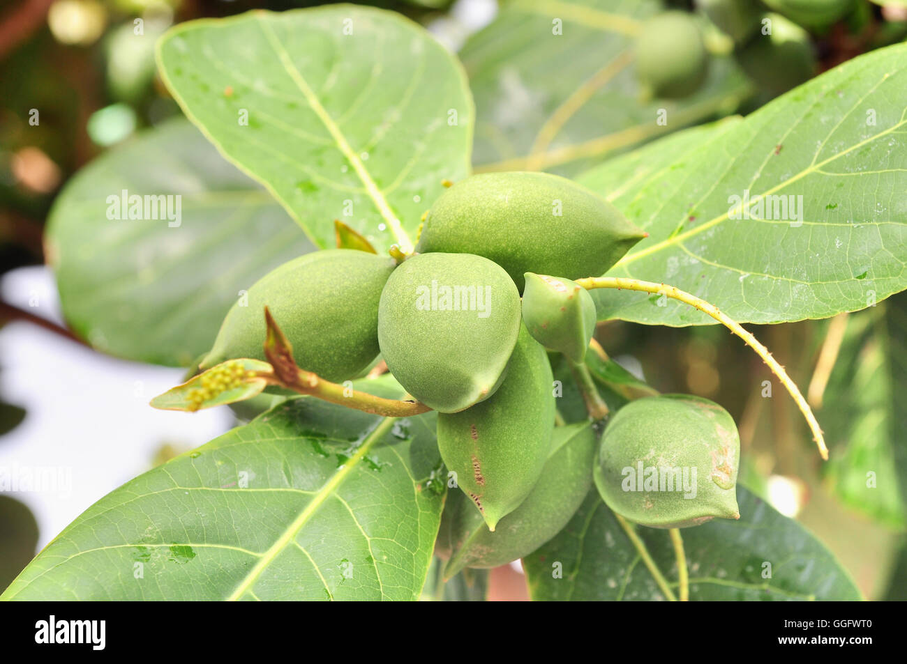 Terminalia catappa fruit Stock Photo - Alamy