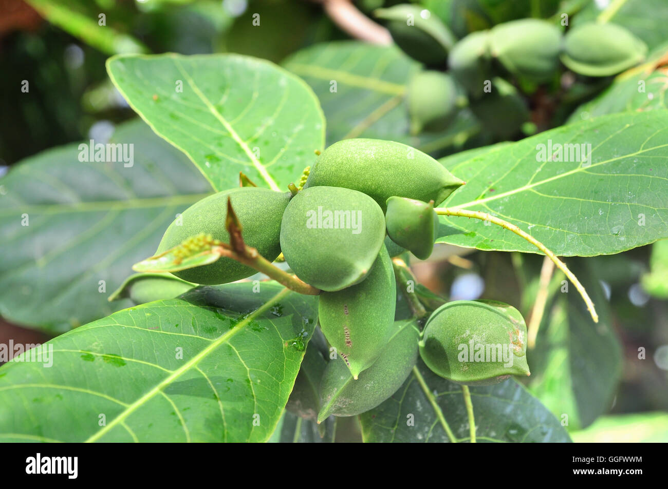 Terminalia catappa hi-res stock photography and images - Alamy