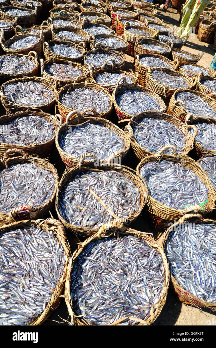 Baskets of anchovy fish in coastline of Vietnam Stock Photo - Alamy