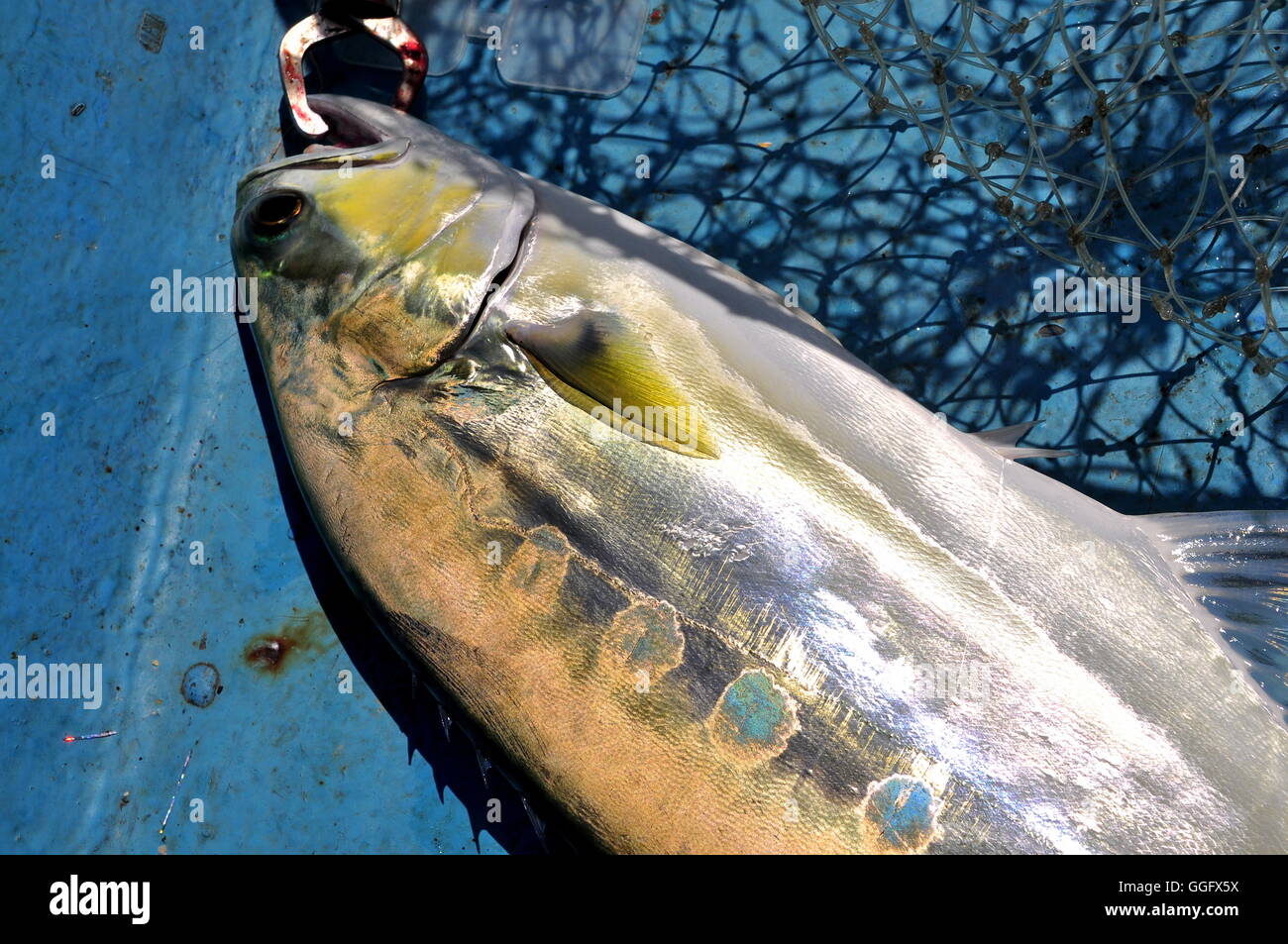 Spearfishing tuna hi-res stock photography and images - Alamy