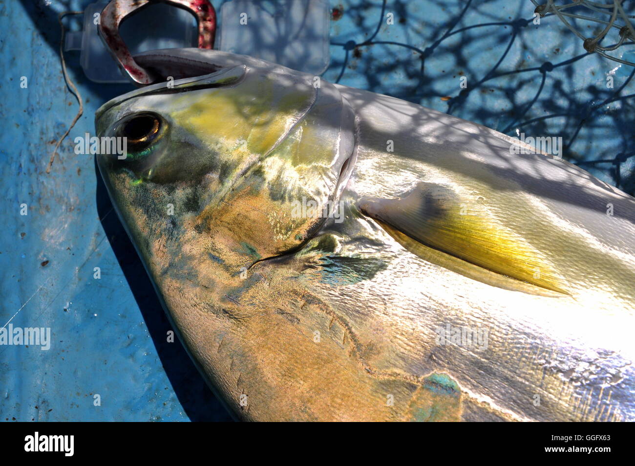 Spearfishing bass hi-res stock photography and images - Alamy